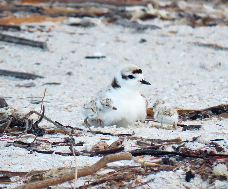 First snowy plover chicks hatch on islands - SANIBEL-CAPTIVA - Island ...